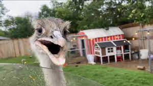 Welcome to Odin Animals!